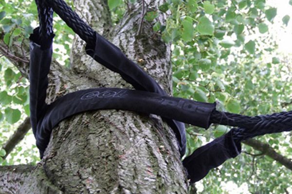 Professional Tree Cabling Services In Albuquerque | Legacy Tree Co.