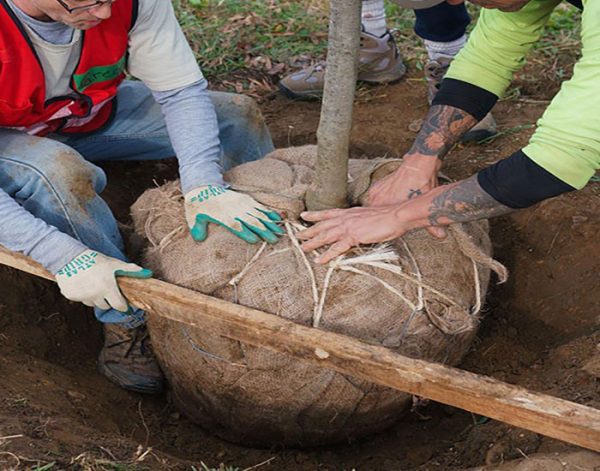 Top Tree Planting Services In Albuquerque | Legacy Tree Company