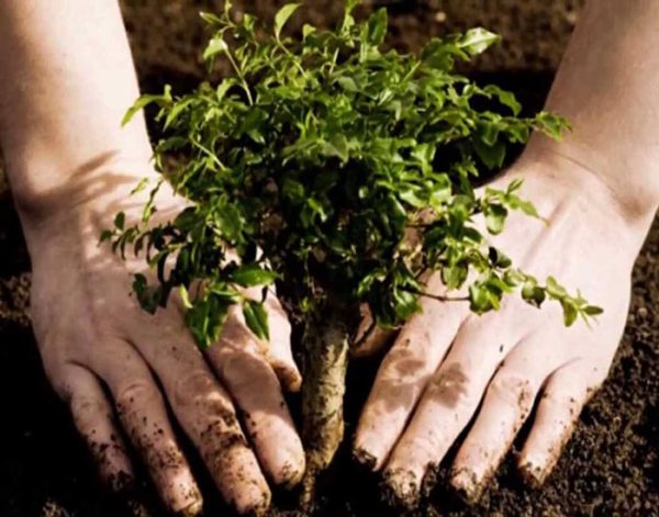 Top Tree Planting Services In Albuquerque | Legacy Tree Company