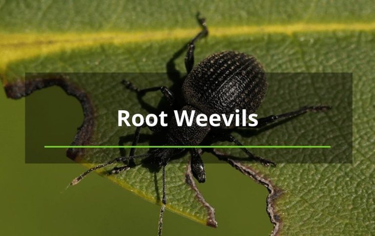 Root Weevil | Legacy Tree Company