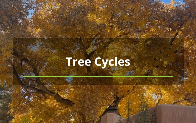 Tree Cycles | Legacy Tree Company