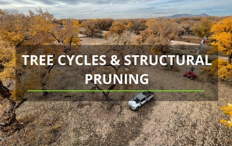 Tree Cycles & Structural Pruning | Legacy Tree Company