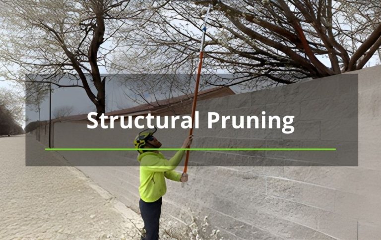 Structural Pruning | Legacy Tree Company
