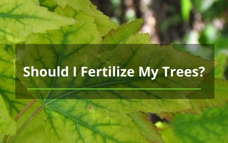 Should I Fertilize My Trees? | Legacy Tree Company