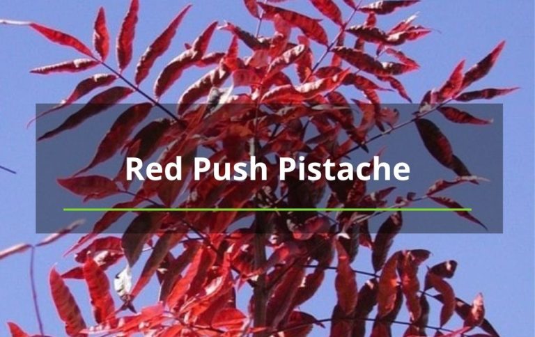 Red Push Pistache | Legacy Tree Company
