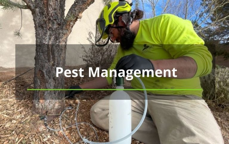 Tree Pest Management | Legacy Tree Company