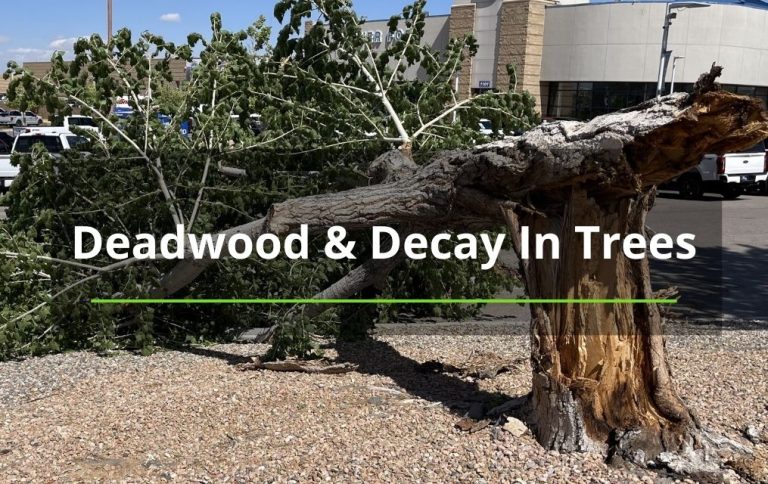 Deadwood And Decay In Trees | Legacy Tree Company