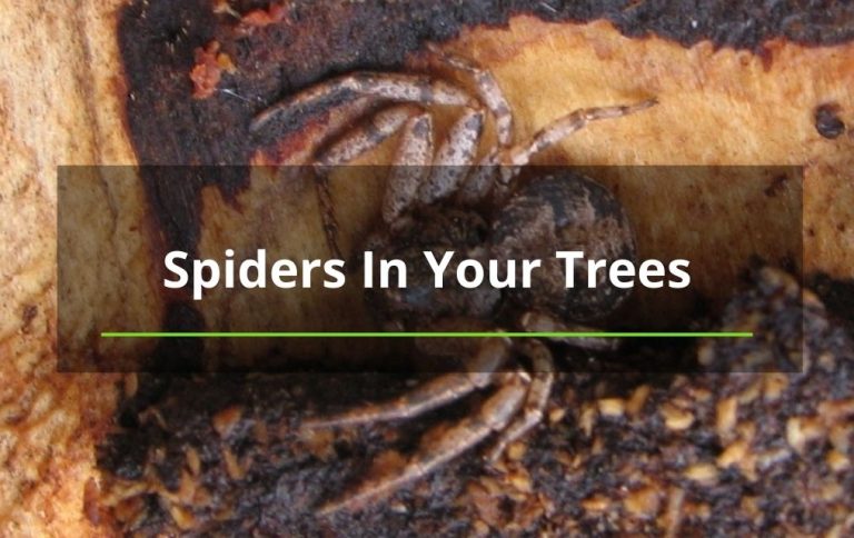 Spiders In Your Trees | Legacy Tree Company