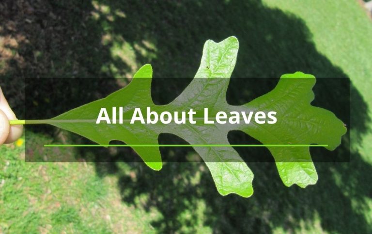 All About Leaves | Legacy Tree Company